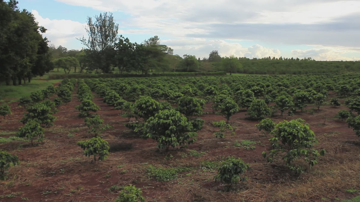 Single Origin Coffee – Square One Coffee Roasters